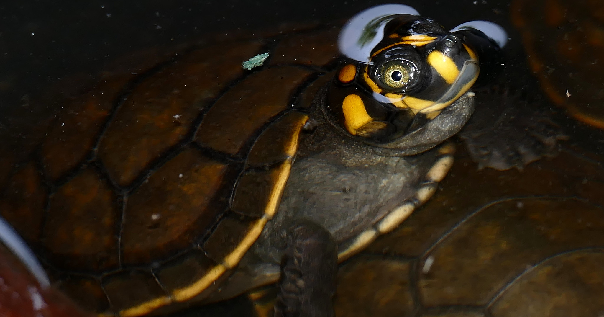 Yellow-spotted River Turtle Facts, Habitat, Conservation Status, Zoo ...