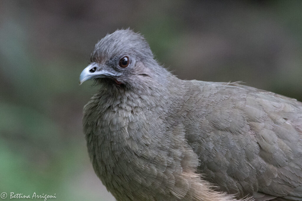 Definitive Guide To Plain Chachalaca Facts, Habitat, Conservation ...