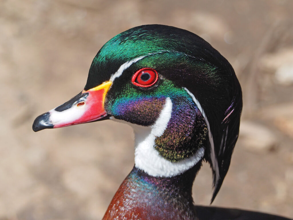 Wood Duck Facts, Habitat, Conservation Status, Zoo Populations ...