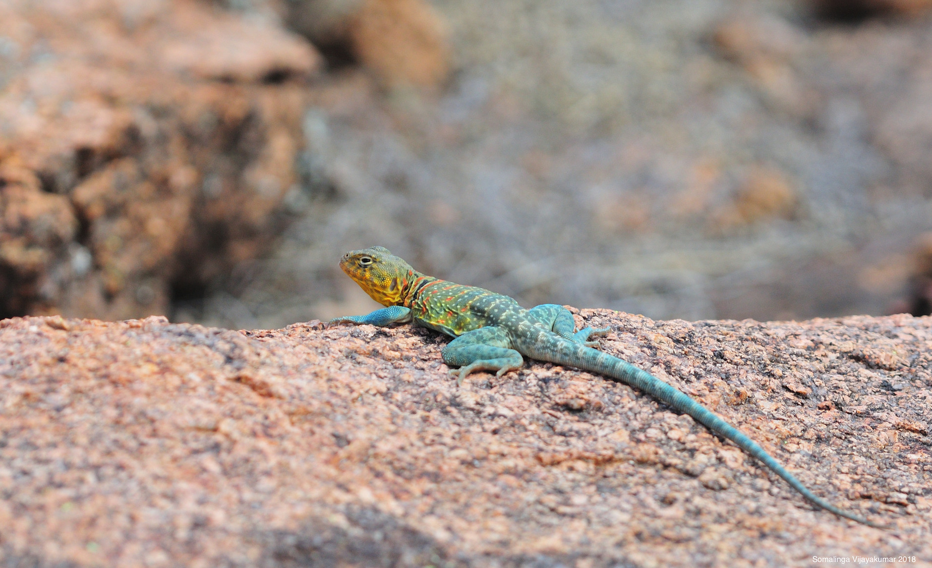 Definitive Guide To Common Collared Lizard Facts, Habitat, Conservation ...