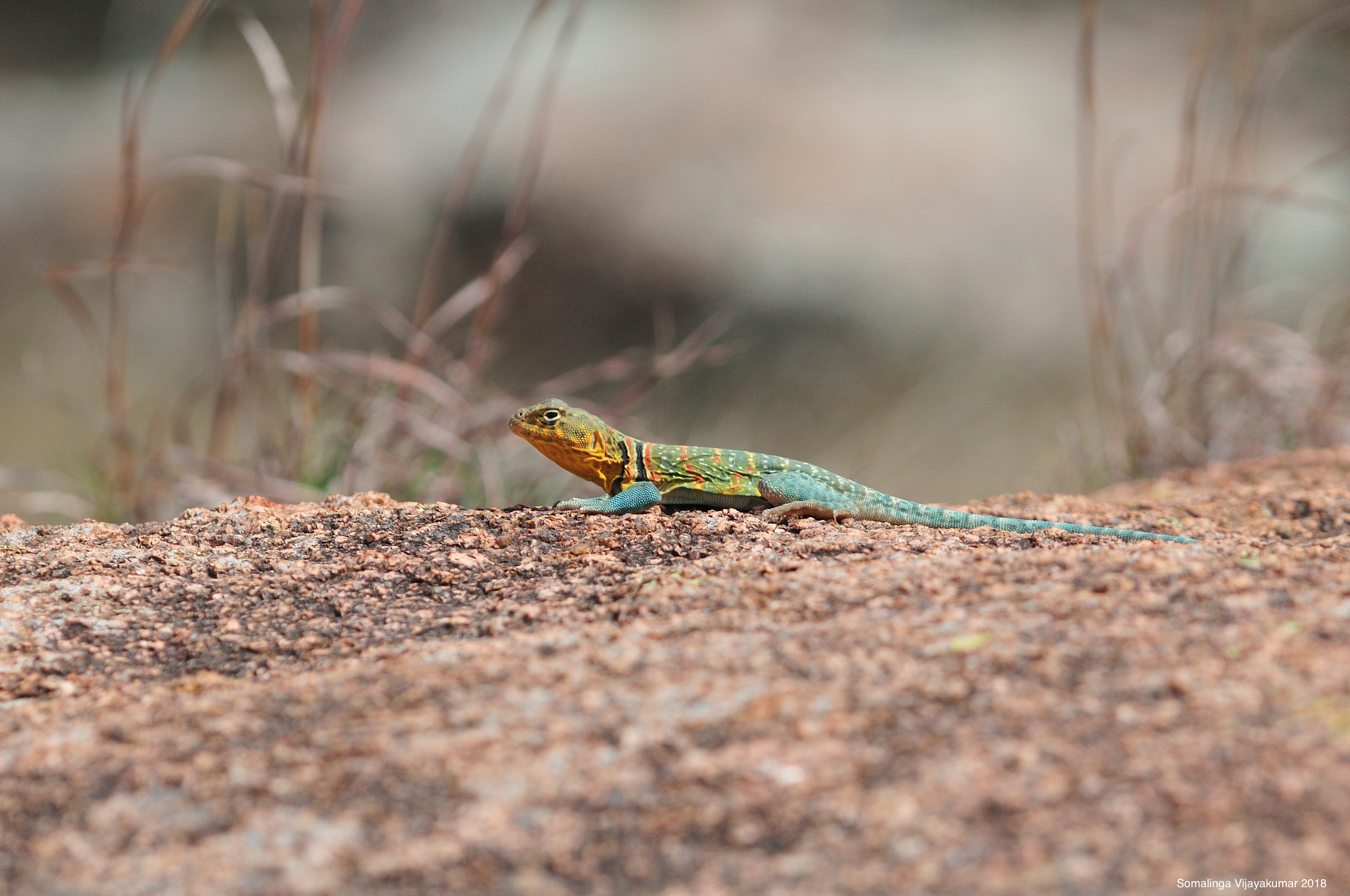 Definitive Guide To Common Collared Lizard Facts, Habitat, Conservation ...