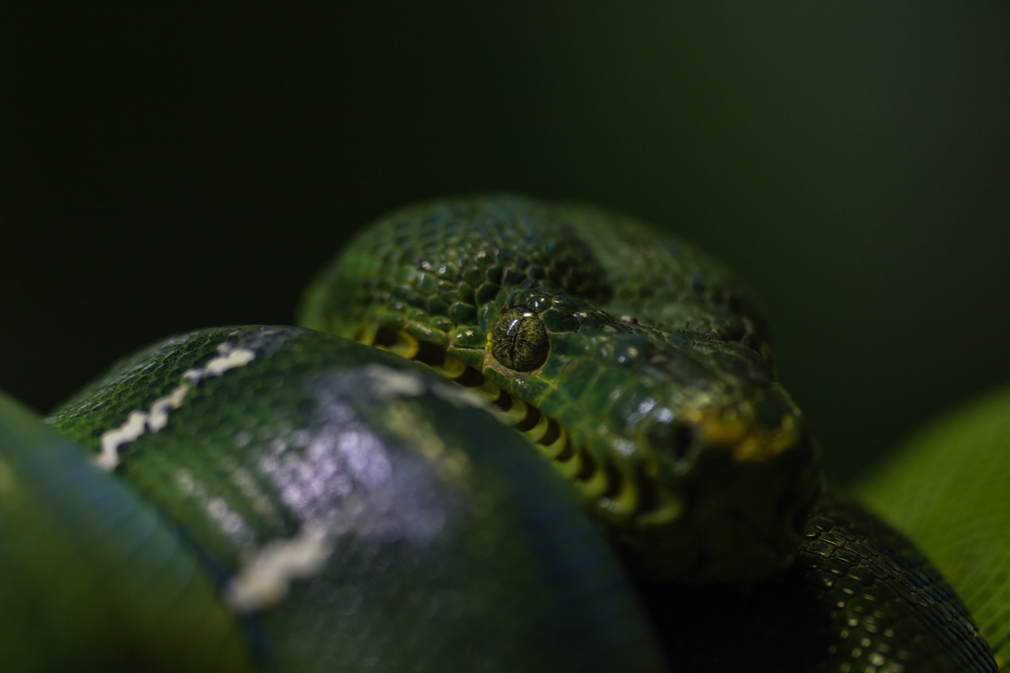 Emerald Tree Boa Facts, Habitat, Conservation Status, Zoo Populations ...