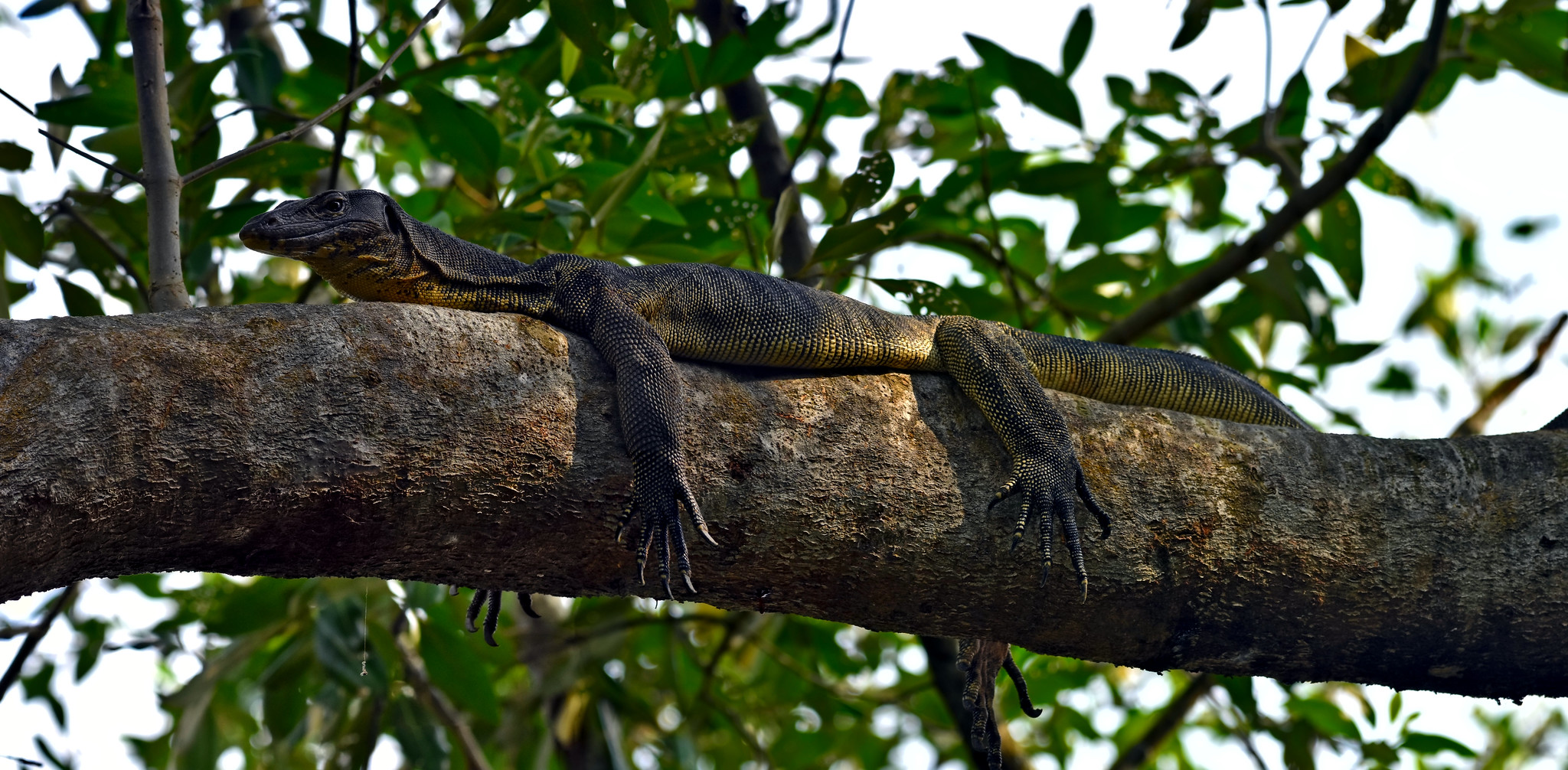 Asian Water Monitor Facts, Habitat, Conservation Status, Zoo ...