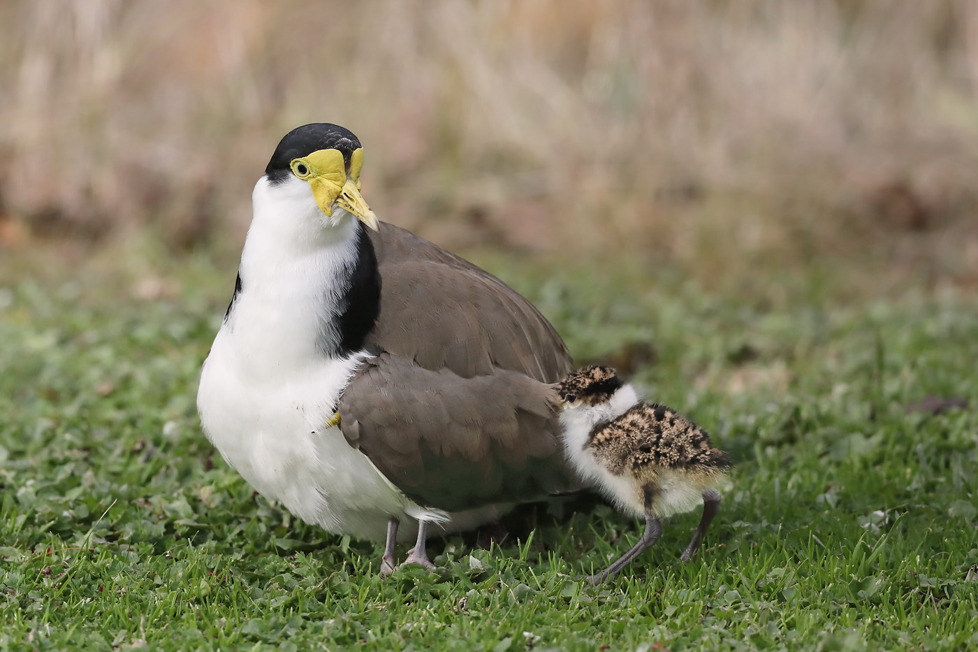 Masked Lapwing Facts, Habitat, Conservation Status, Zoo Populations ...