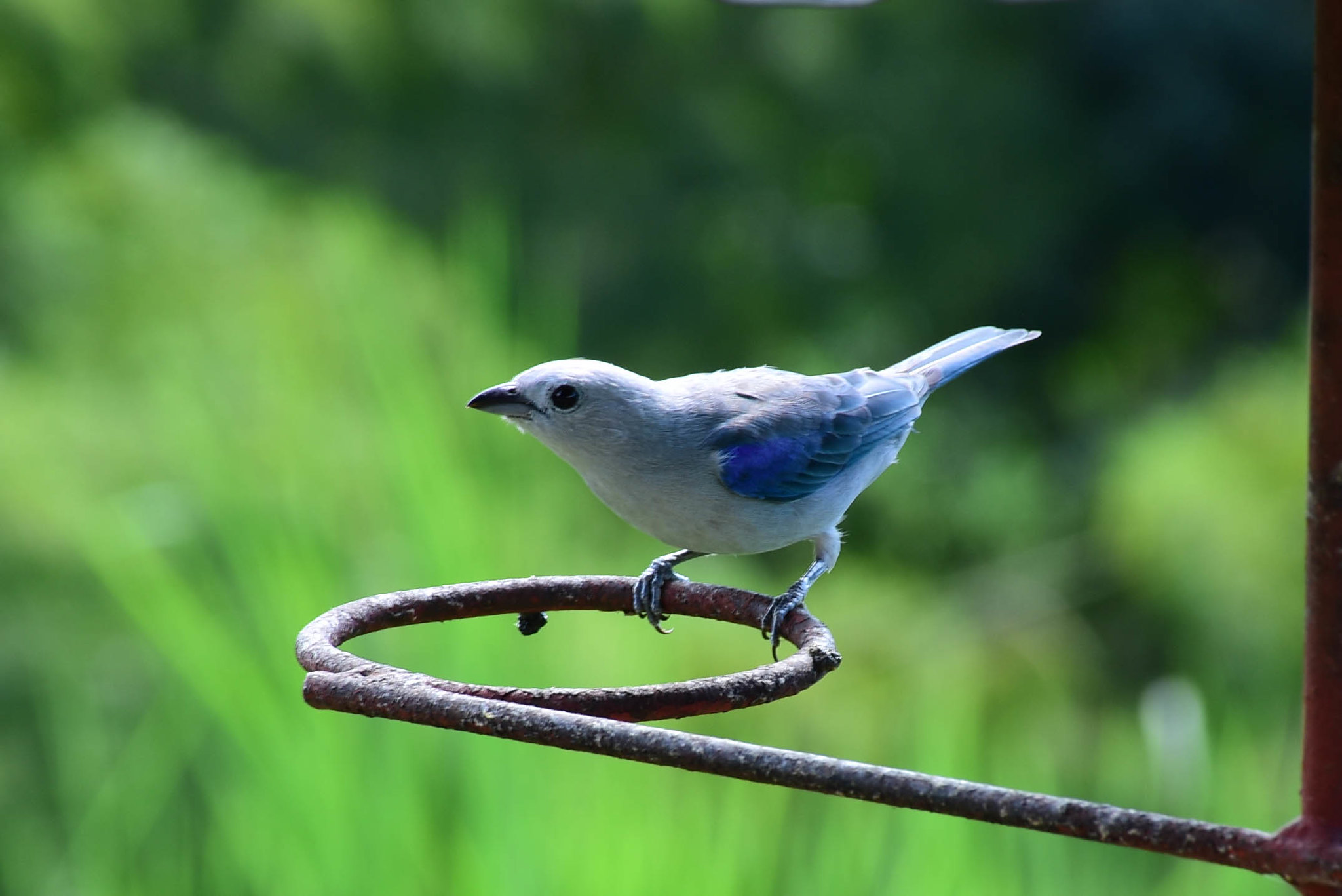 Definitive Guide To Blue-gray Tanager Facts, Habitat, Conservation ...