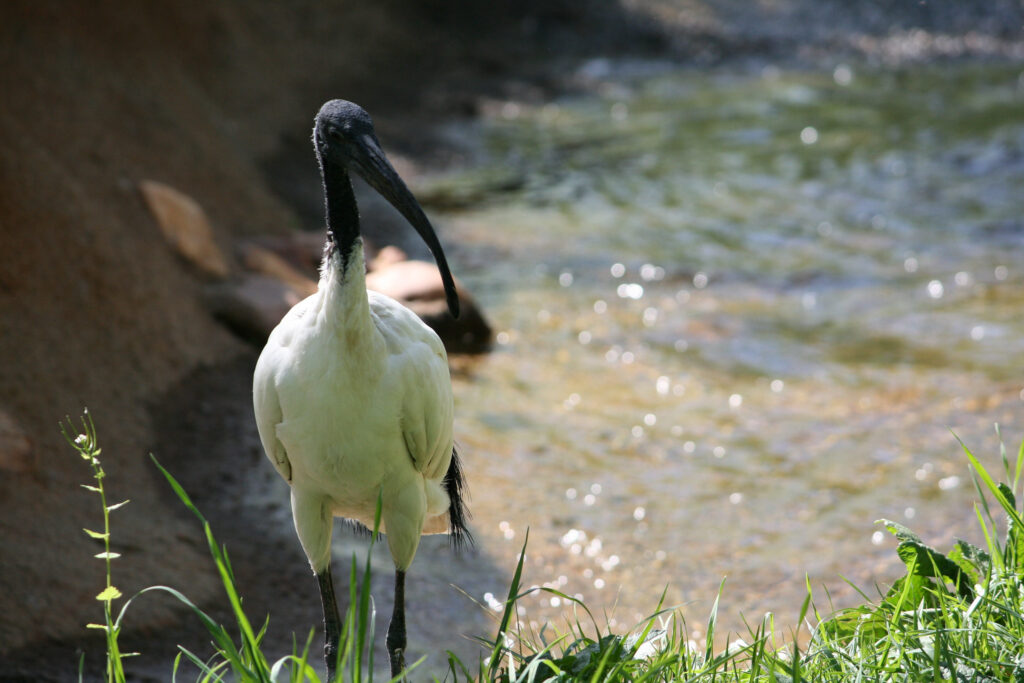 Definitive Guide To African Sacred Ibis Facts, Habitat, Conservation ...