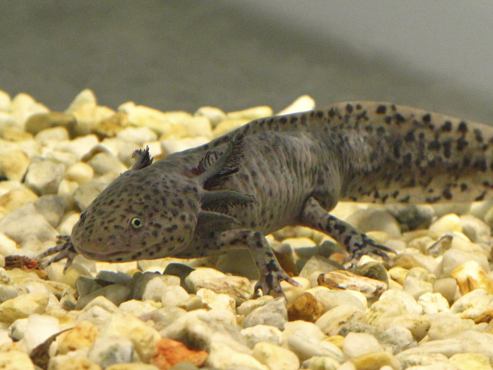 Definitive Guide To Axolotl Facts, Habitat, Conservation Status, Zoo ...