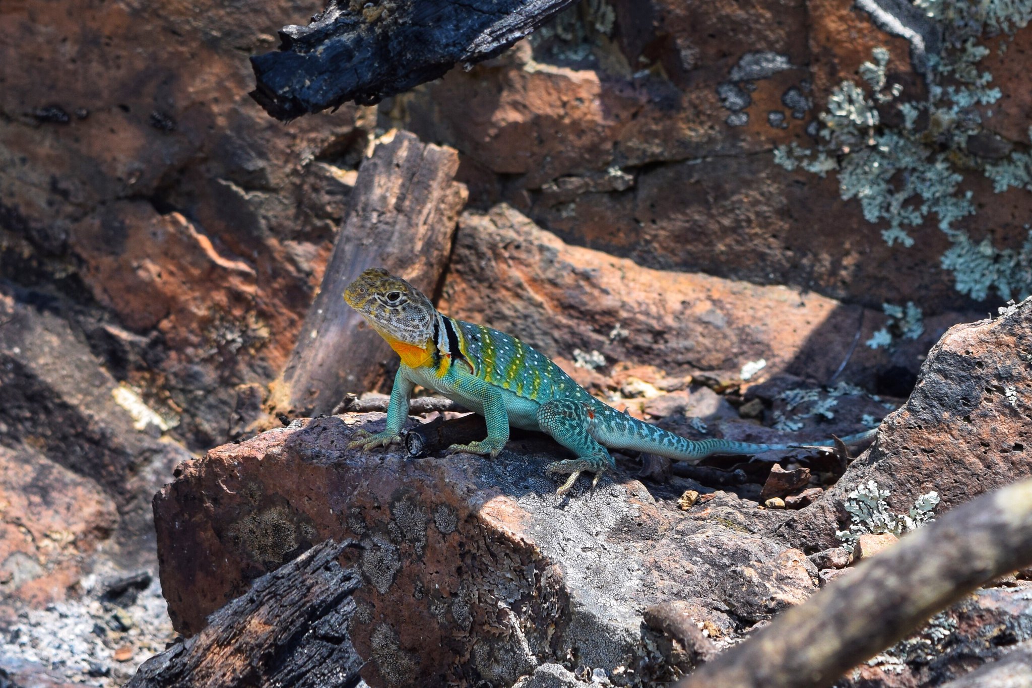 Definitive Guide To Common Collared Lizard Facts, Habitat, Conservation ...