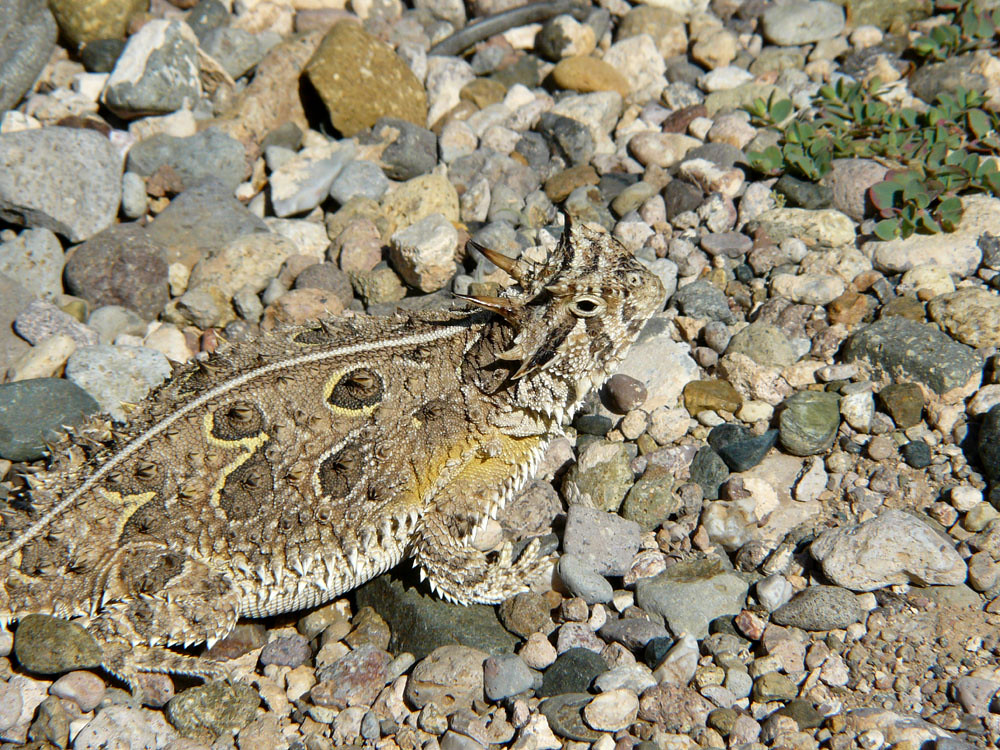 Definitive Guide To Texas Horned Lizard Facts, Habitat, Conservation ...