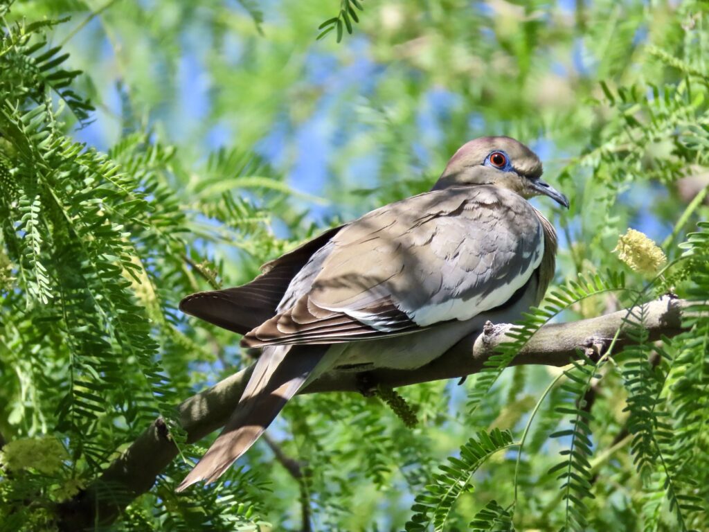 Definitive Guide To Mourning Dove Facts, Habitat, Conservation Status ...