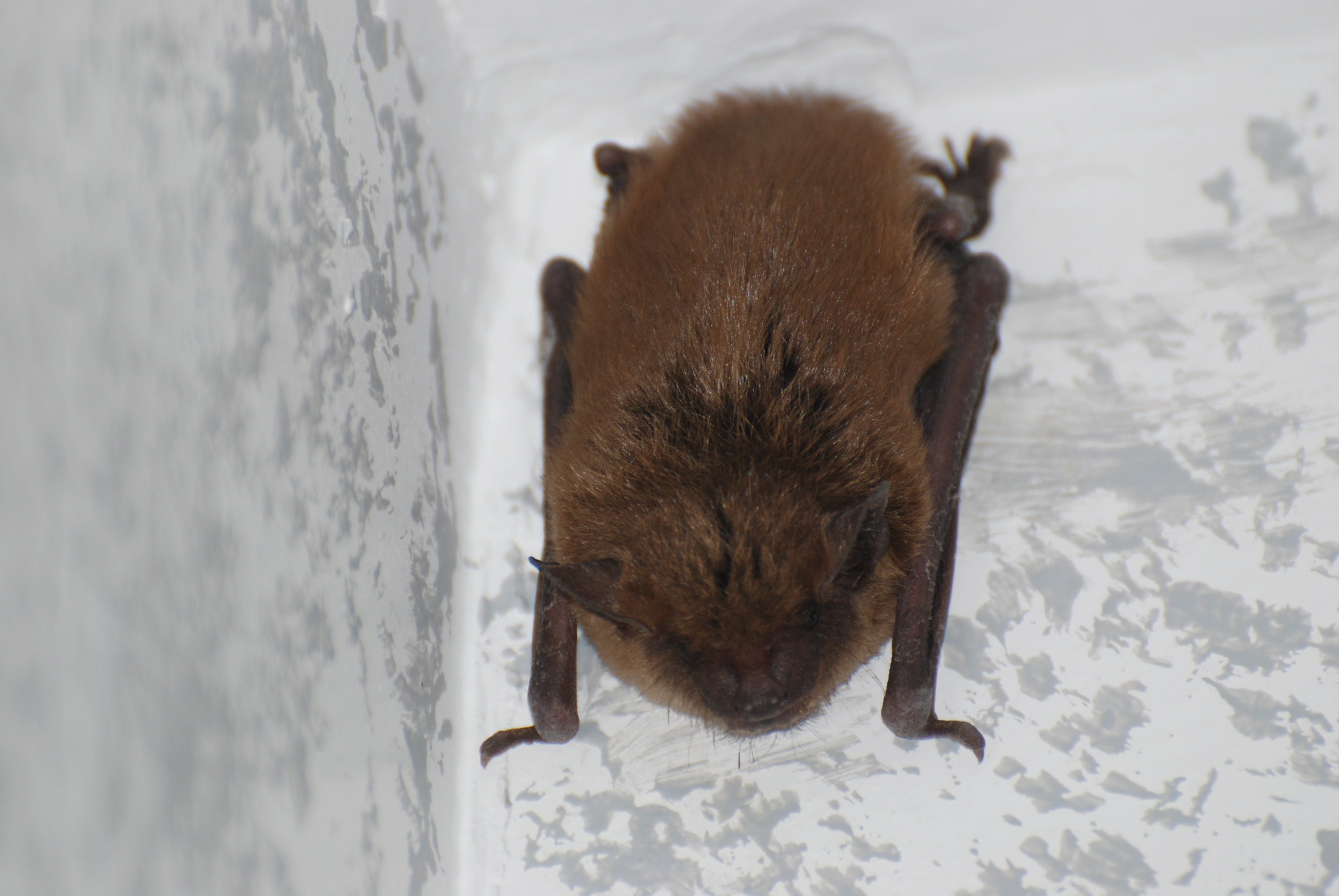 Definitive Guide To Little Brown Bat Facts, Habitat, Conservation ...