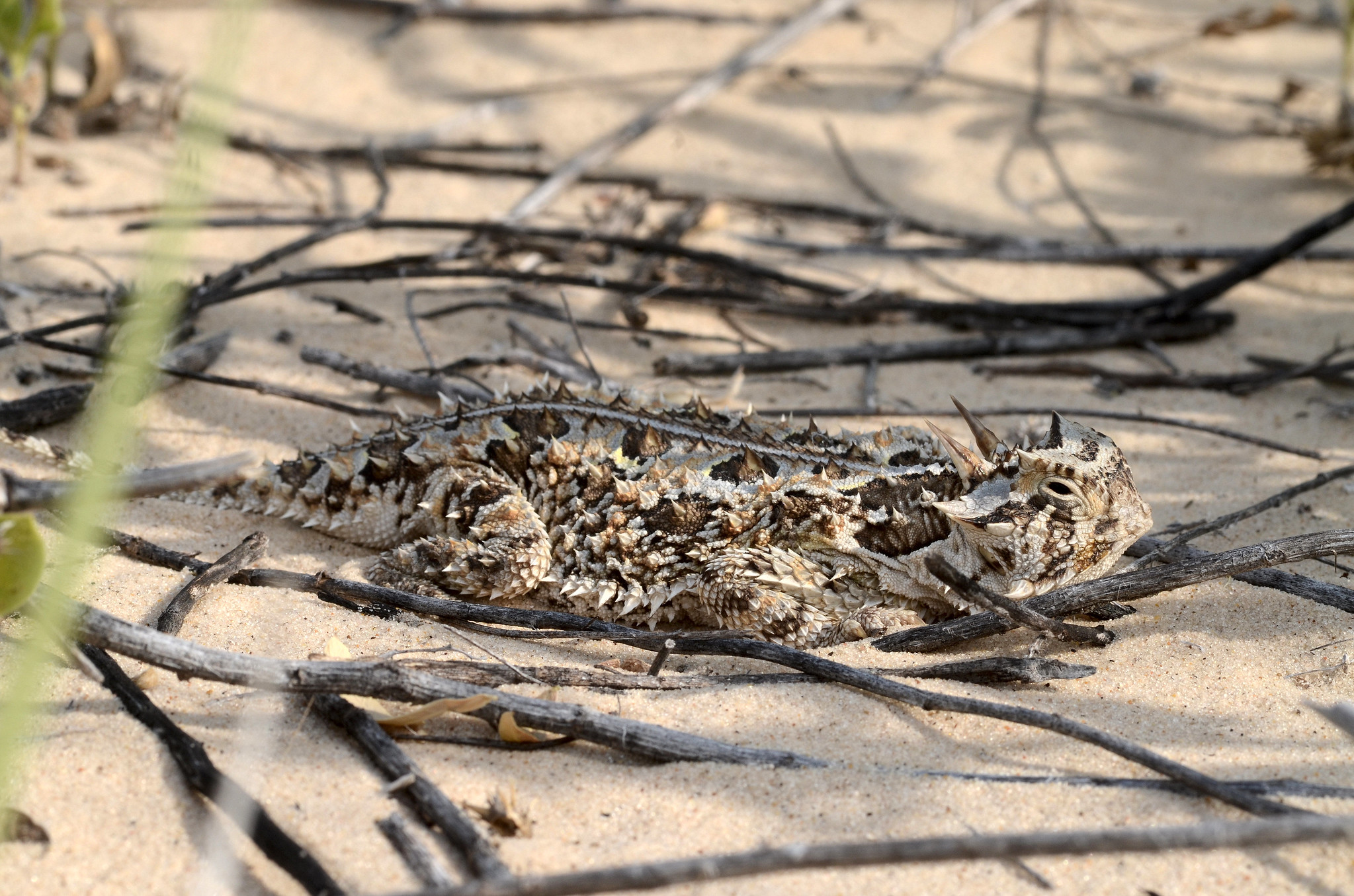 Definitive Guide To Texas Horned Lizard Facts, Habitat, Conservation ...