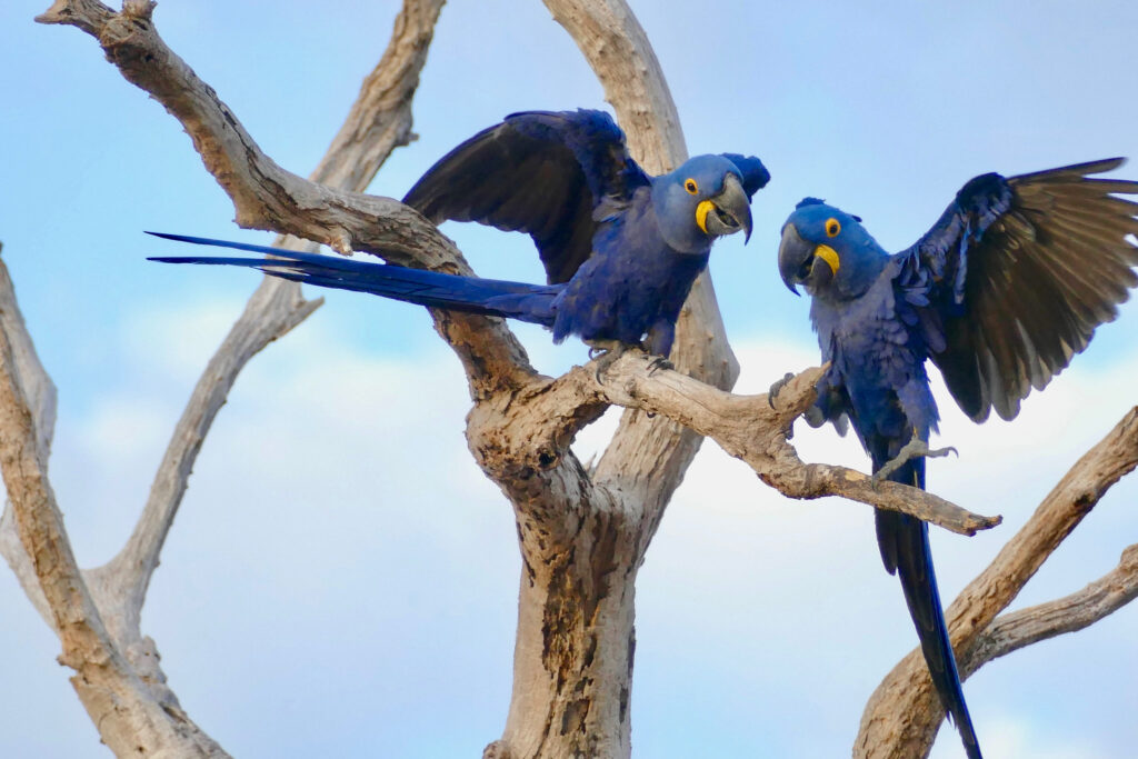 Definitive Guide To Hyacinth Macaw Facts, Habitat, Conservation Status ...
