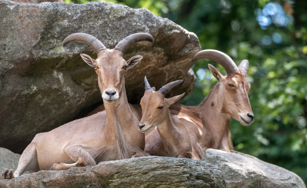 Aoudad Facts, Habitat, Conservation Status, Zoo Populations, Pictures ...