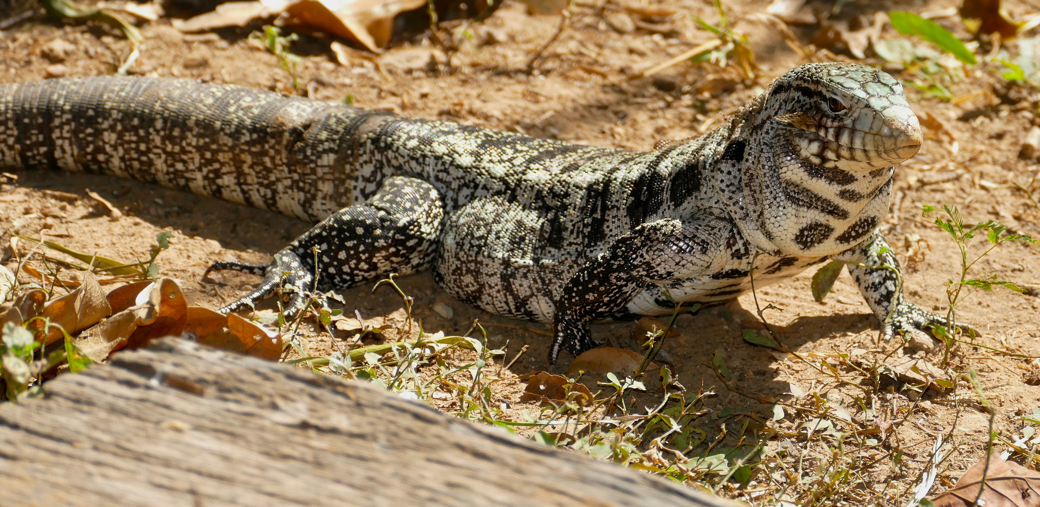 Definitive Guide To Black-and-white Tegu Facts, Habitat, Conservation ...