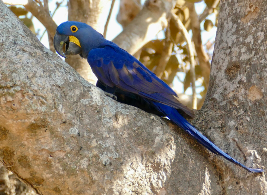 Definitive Guide To Hyacinth Macaw Facts, Habitat, Conservation Status ...
