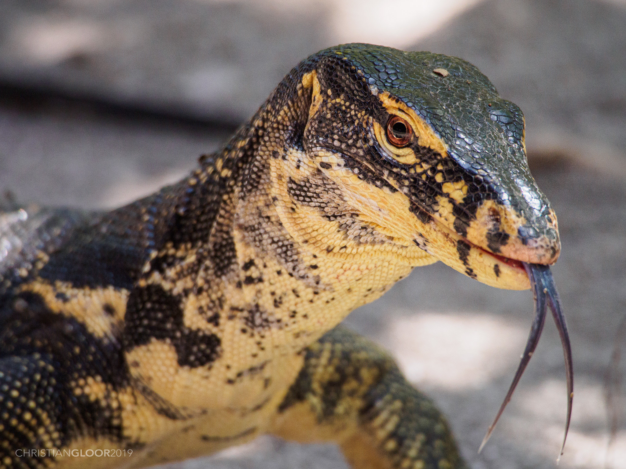 Asian Water Monitor Facts, Habitat, Conservation Status, Zoo ...