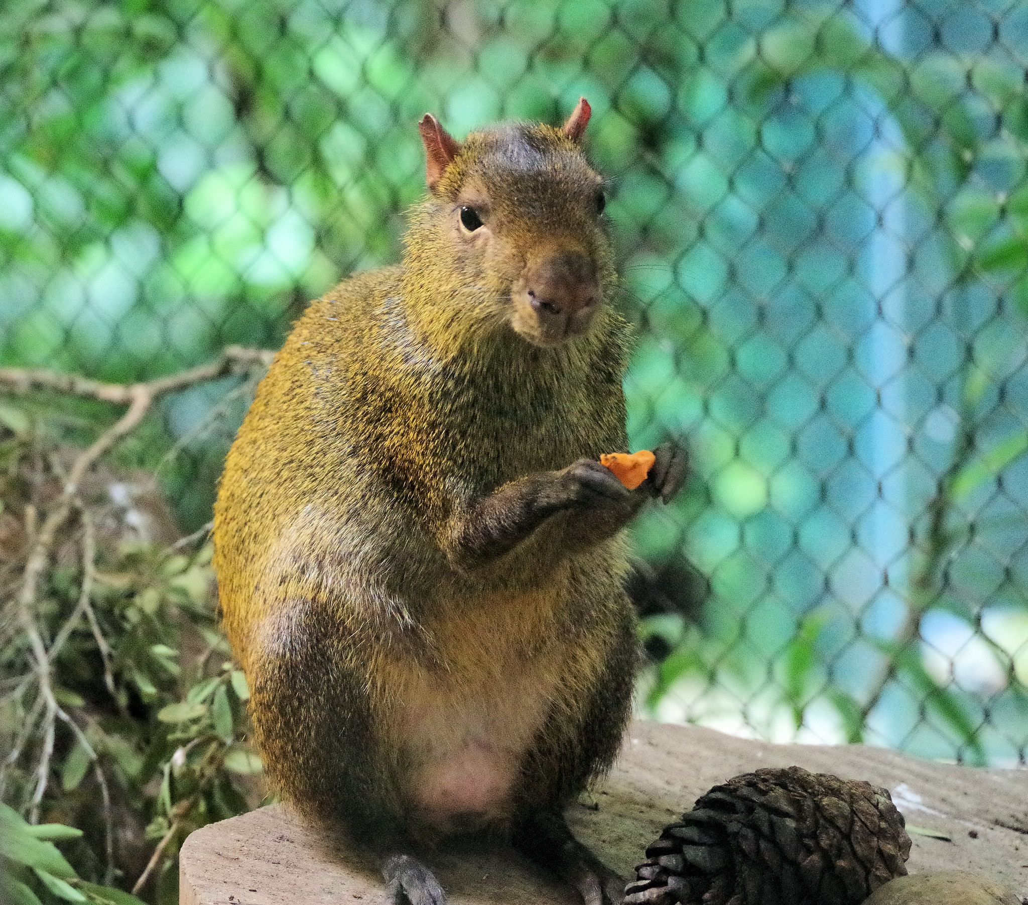Red-rumped Agouti Facts, Habitat, Conservation Status, Zoo Populations ...