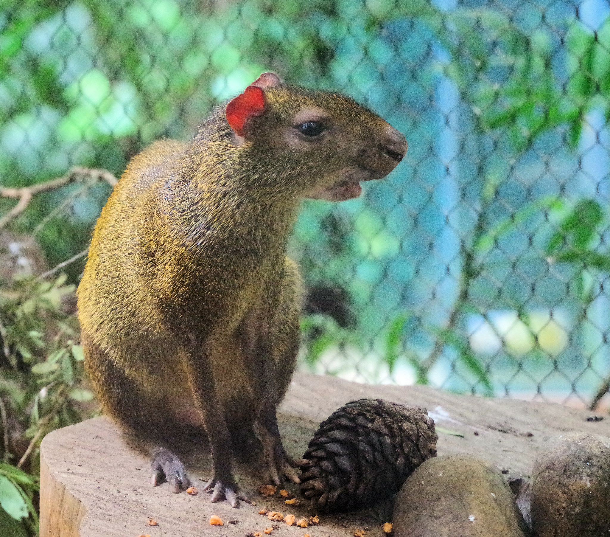 Red-rumped Agouti Facts, Habitat, Conservation Status, Zoo Populations ...
