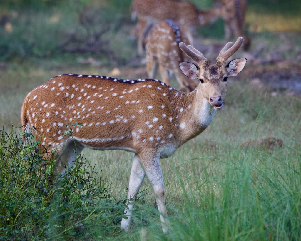 Axis Deer Facts, Habitat, Conservation Status, Zoo Populations ...