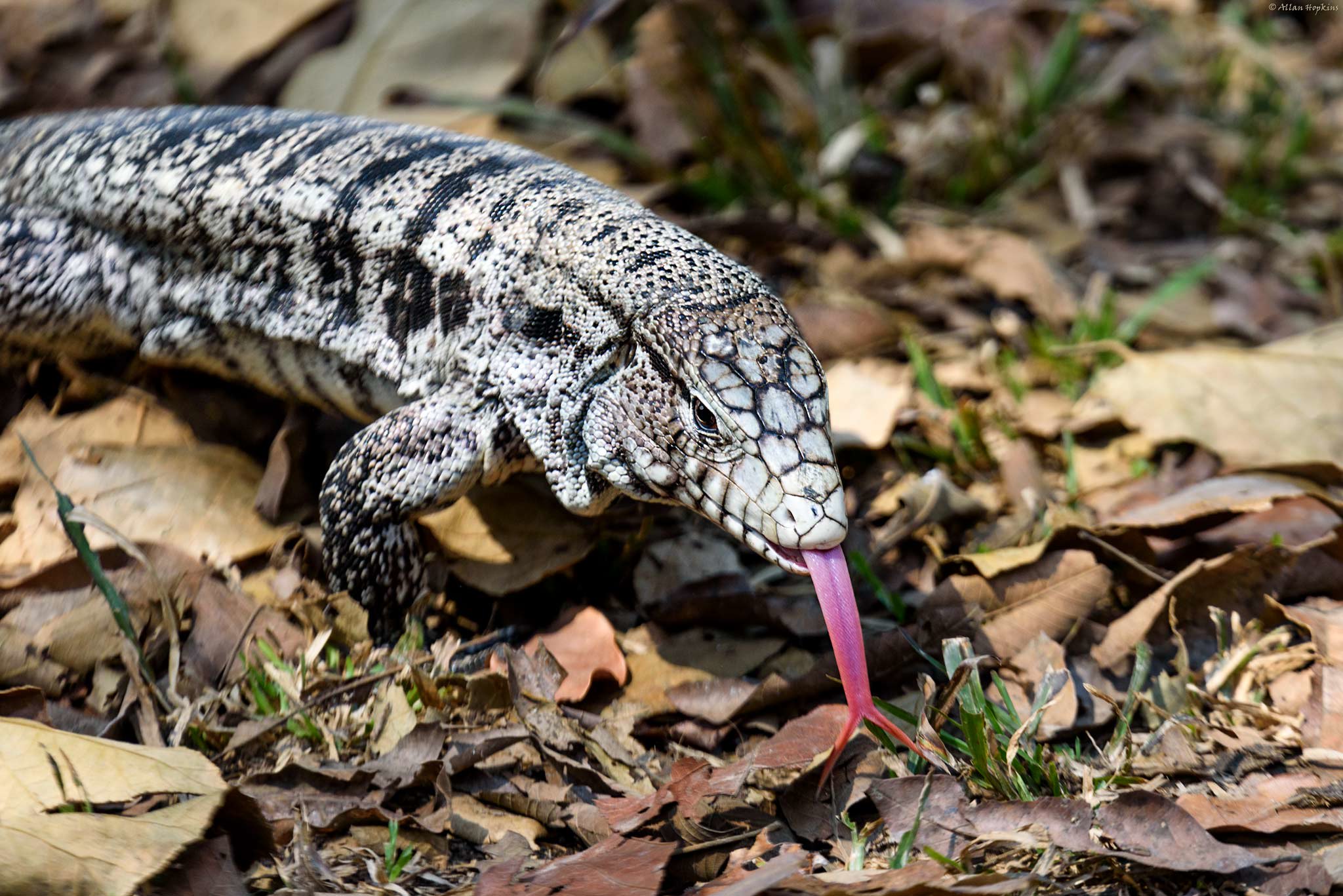 Definitive Guide To Black-and-white Tegu Facts, Habitat, Conservation ...