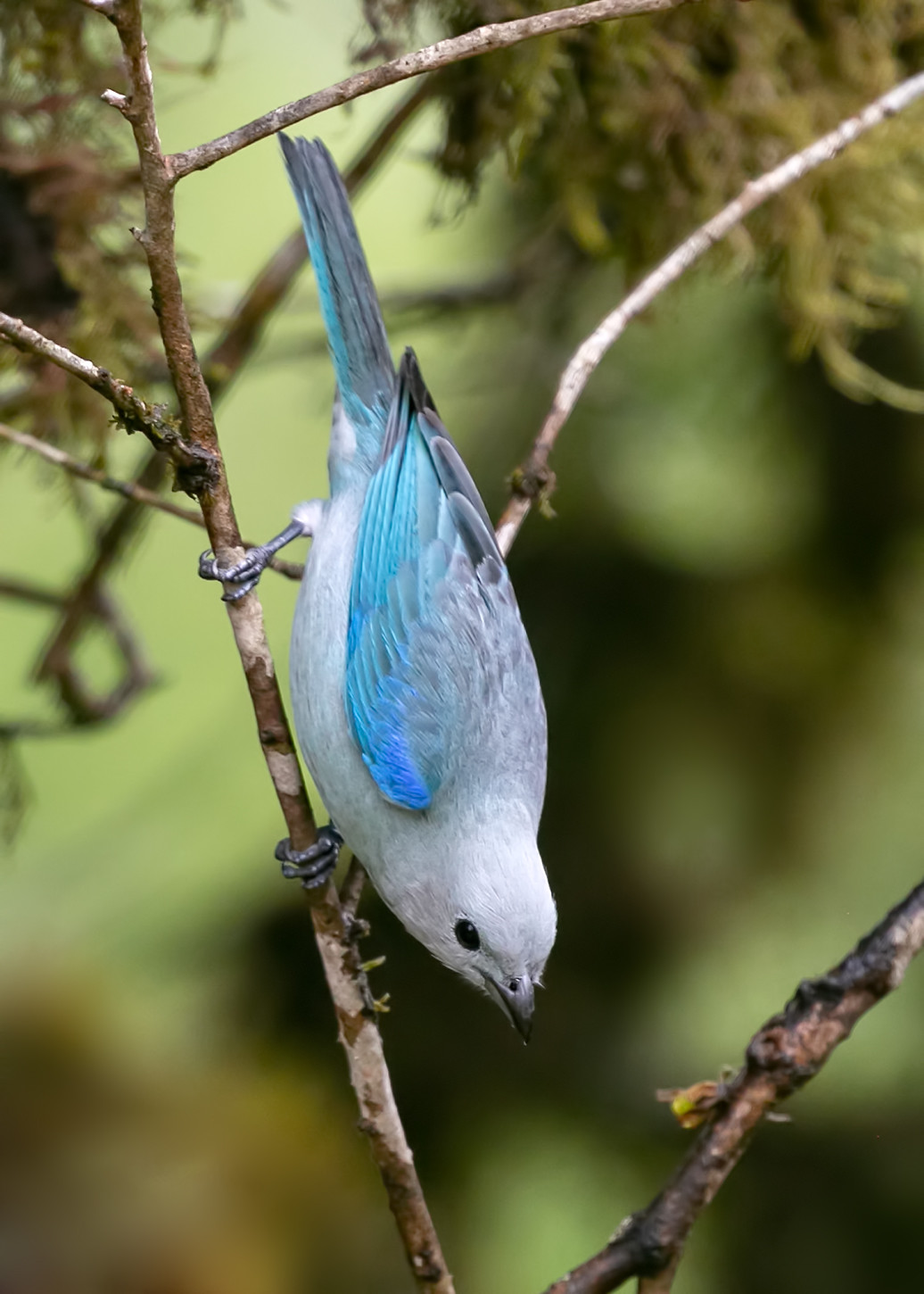 Definitive Guide To Blue-gray Tanager Facts, Habitat, Conservation ...