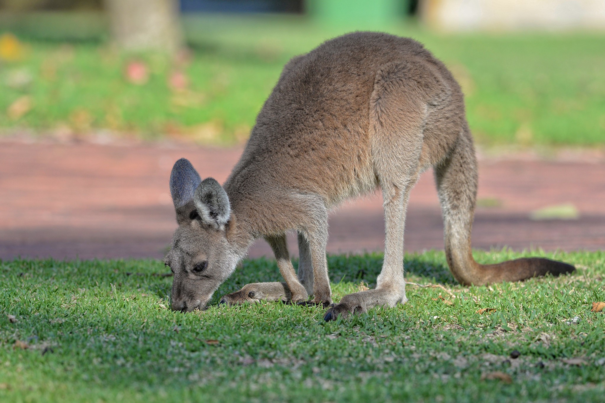 Western Gray Kangaroo Facts, Habitat, Conservation Status, Zoo ...