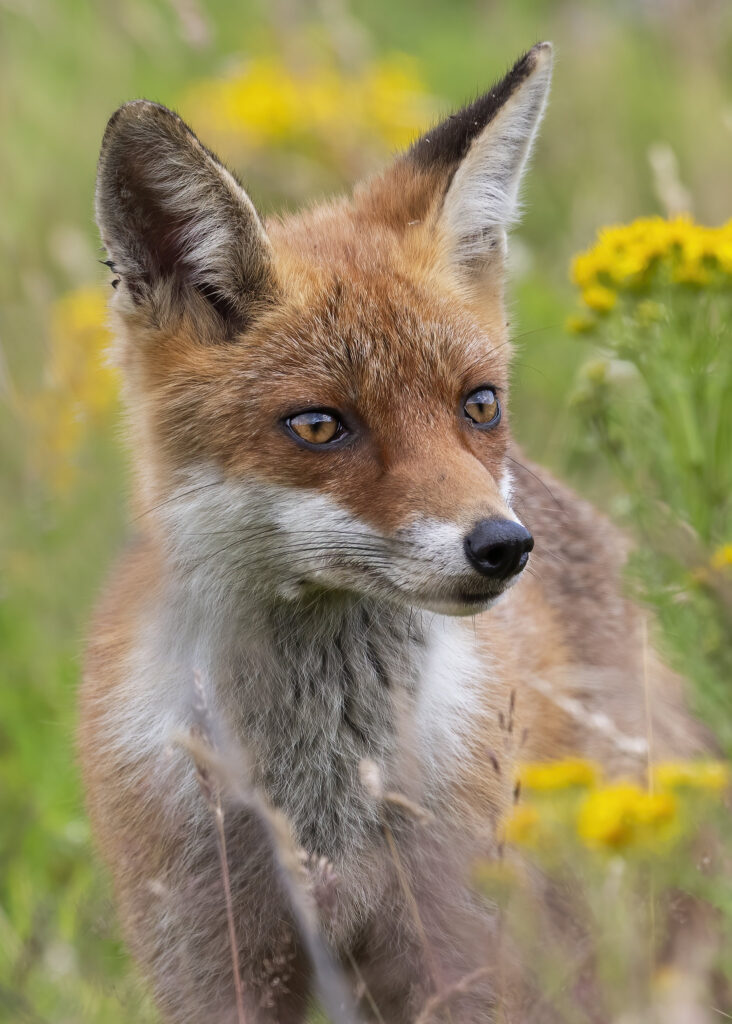 Definitive Guide To Red Fox Facts, Habitat, Conservation Status, Zoo ...