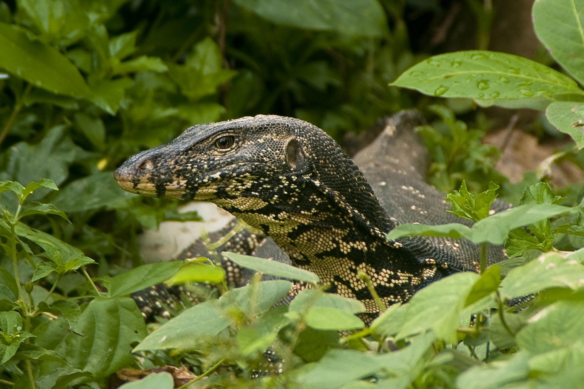 Asian Water Monitor Facts, Habitat, Conservation Status, Zoo ...