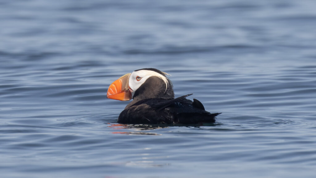 Definitive Guide To Tufted Puffin Facts, Habitat, Conservation Status ...
