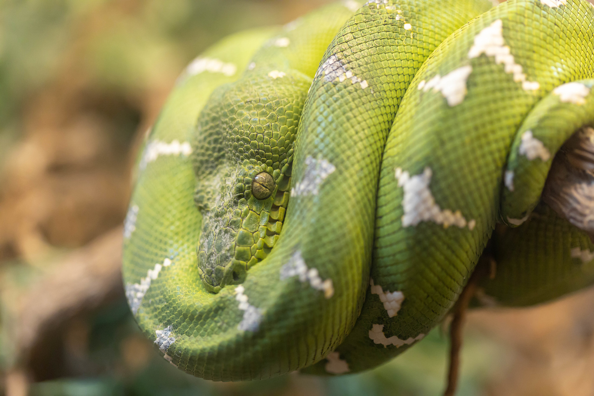 Emerald Tree Boa Facts, Habitat, Conservation Status, Zoo Populations ...