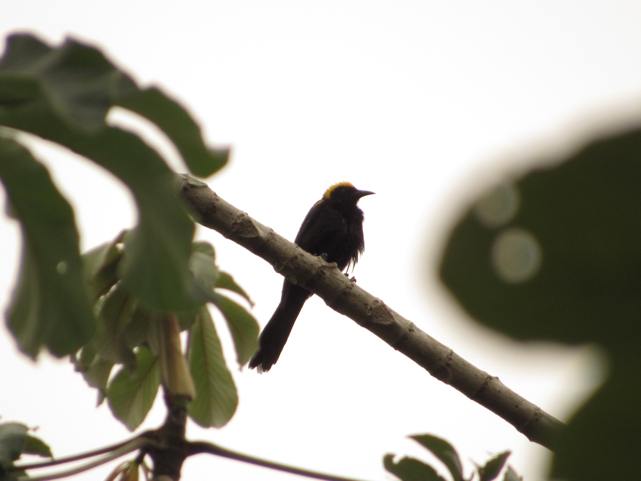Epaulet Oriole Facts, Habitat, Conservation Status, Zoo Populations ...