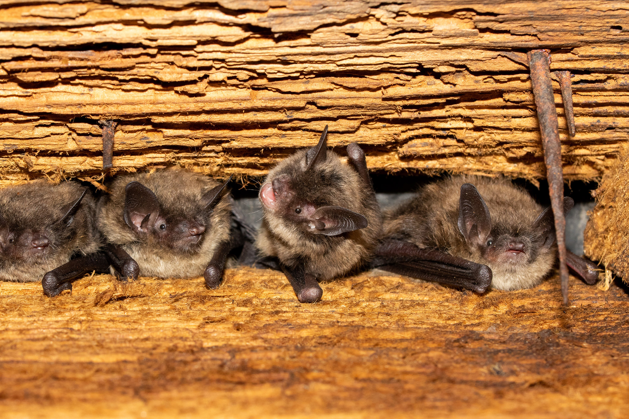 Definitive Guide To Little Brown Bat Facts, Habitat, Conservation ...