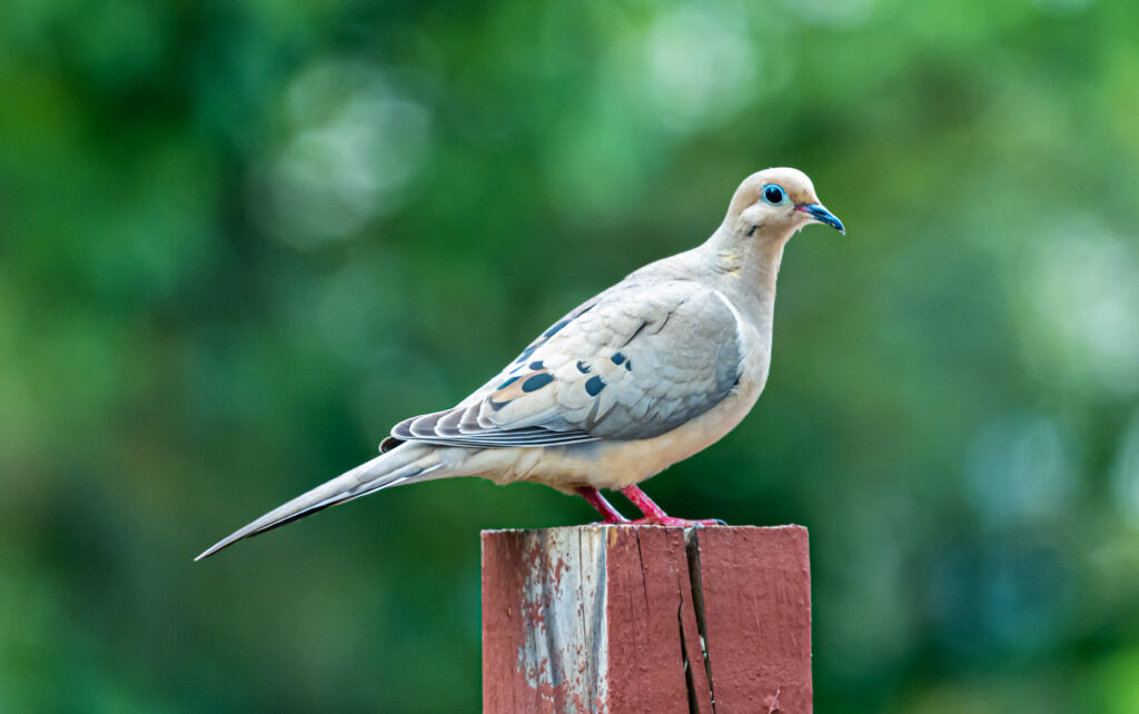 Definitive Guide To Mourning Dove Facts, Habitat, Conservation Status ...