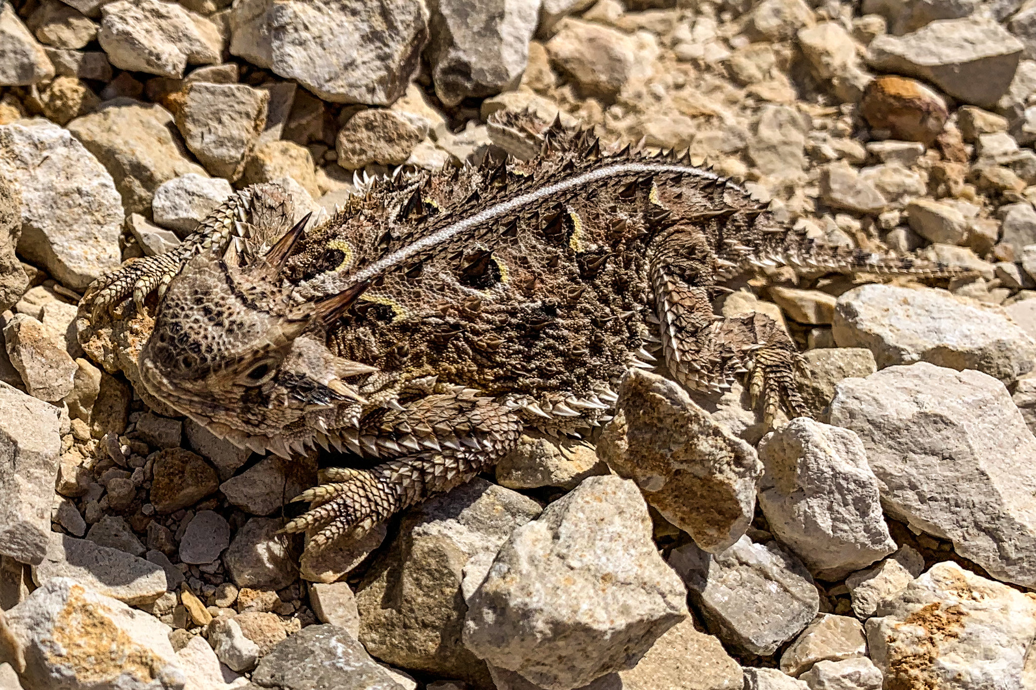 Definitive Guide To Texas Horned Lizard Facts, Habitat, Conservation ...