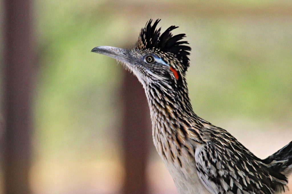 Definitive Guide To Greater Roadrunner Facts, Habitat, Conservation ...