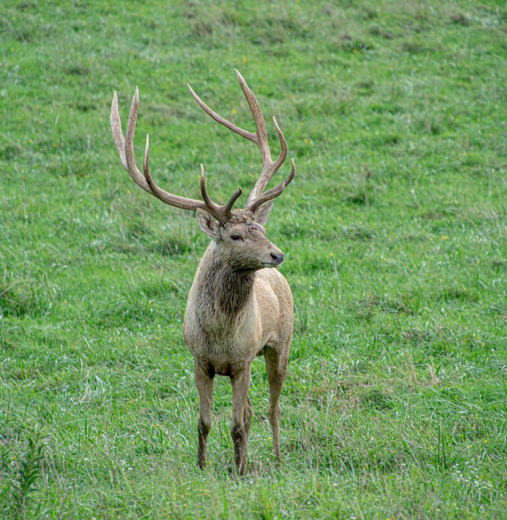 Definitive Guide To Bactrian Deer Facts, Habitat, Conservation Status ...