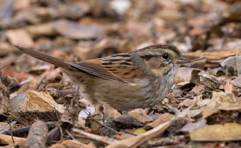 Definitive Guide To Swamp Sparrow Facts, Habitat, Conservation Status ...