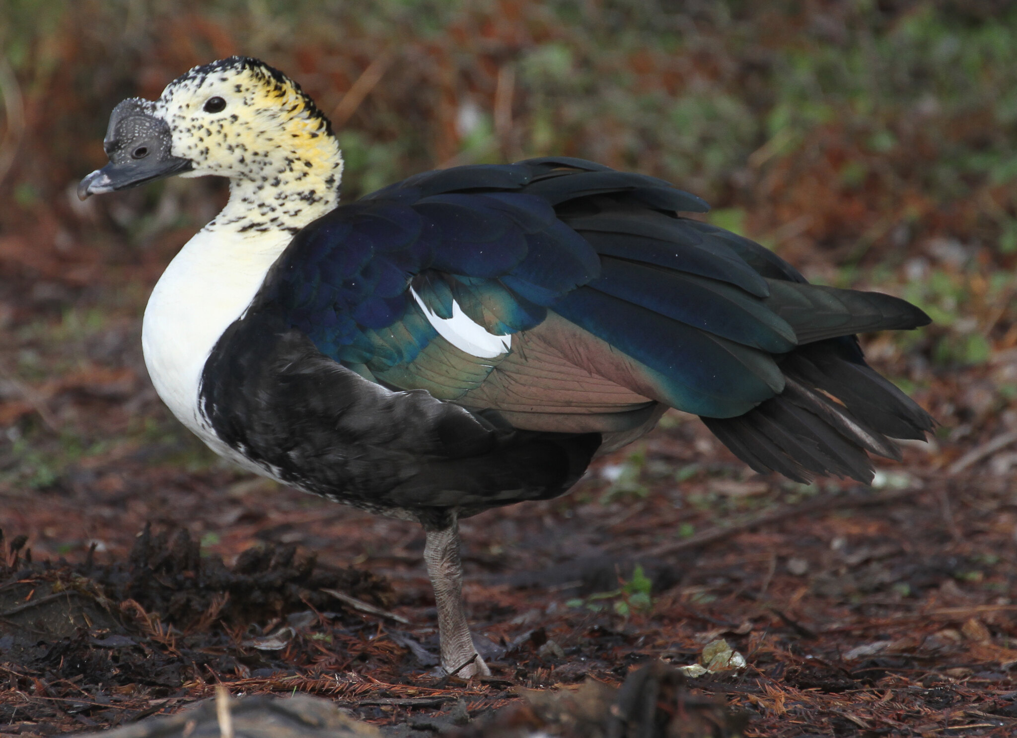 Definitive Guide To American Comb Duck Facts, Habitat, Conservation ...