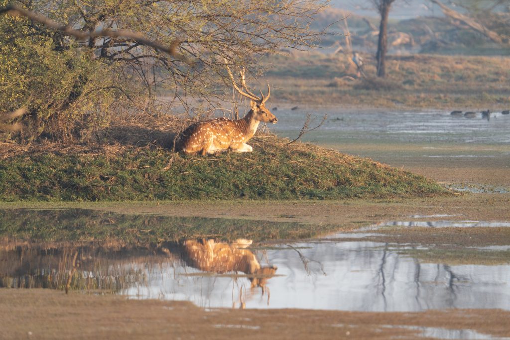 Axis Deer Facts, Habitat, Conservation Status, Zoo Populations ...