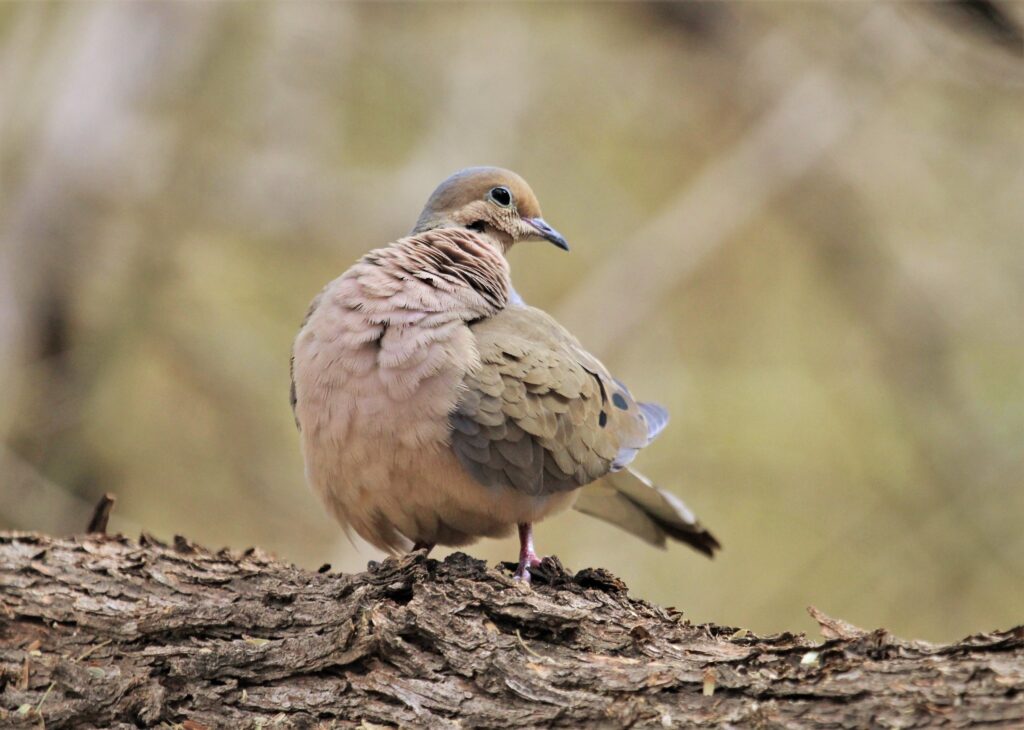 Definitive Guide To Mourning Dove Facts, Habitat, Conservation Status ...