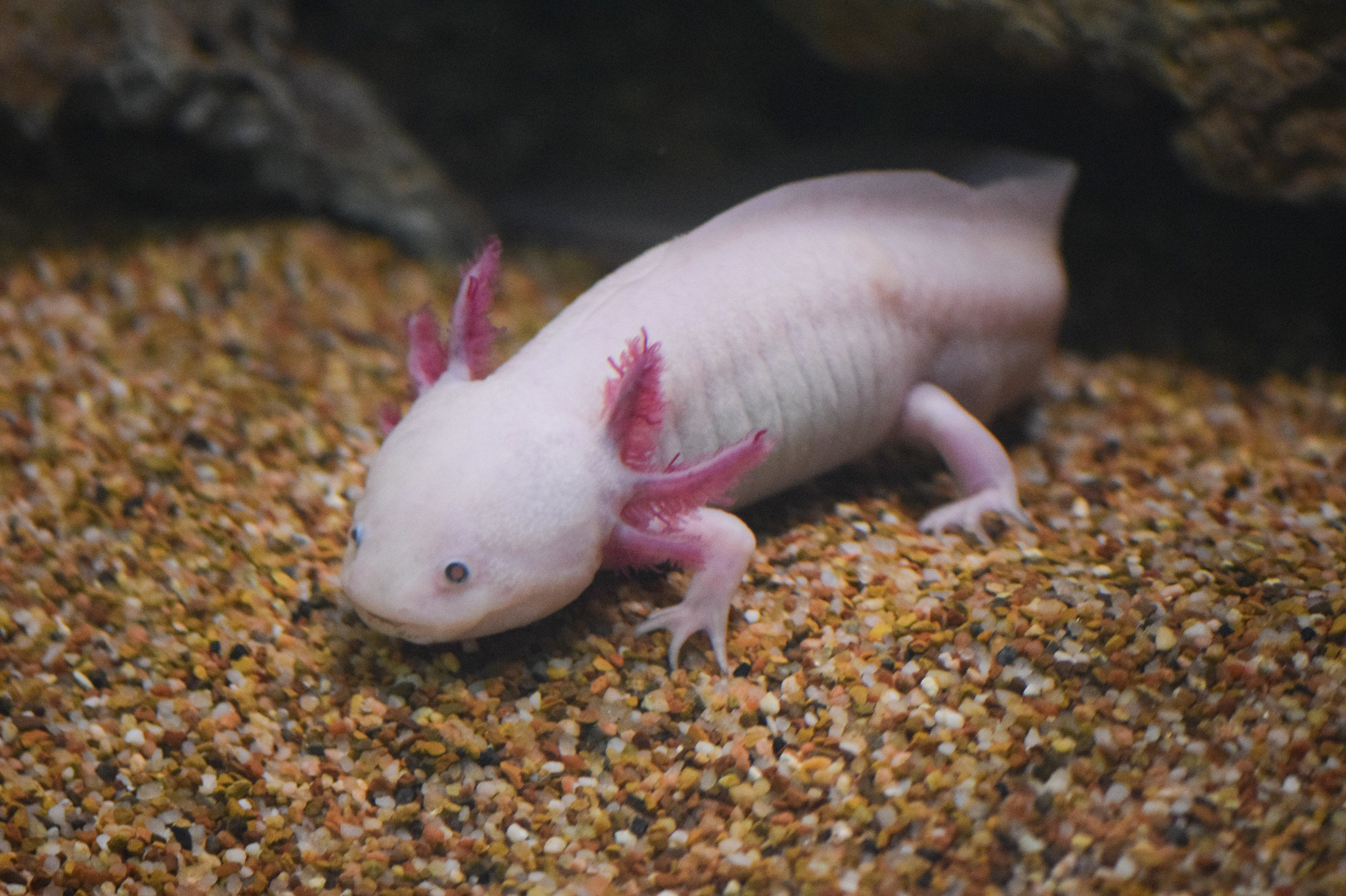 Definitive Guide To Axolotl Facts, Habitat, Conservation Status, Zoo ...