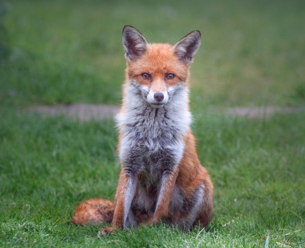 Definitive Guide To Red Fox Facts, Habitat, Conservation Status, Zoo ...