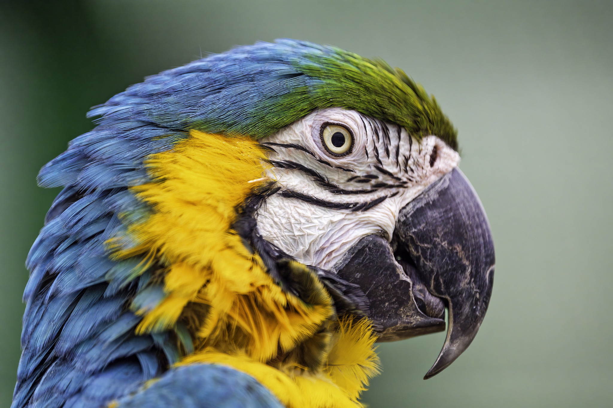 Definitive Guide To Blue-and-Yellow Macaw Facts, Habitat, Conservation ...