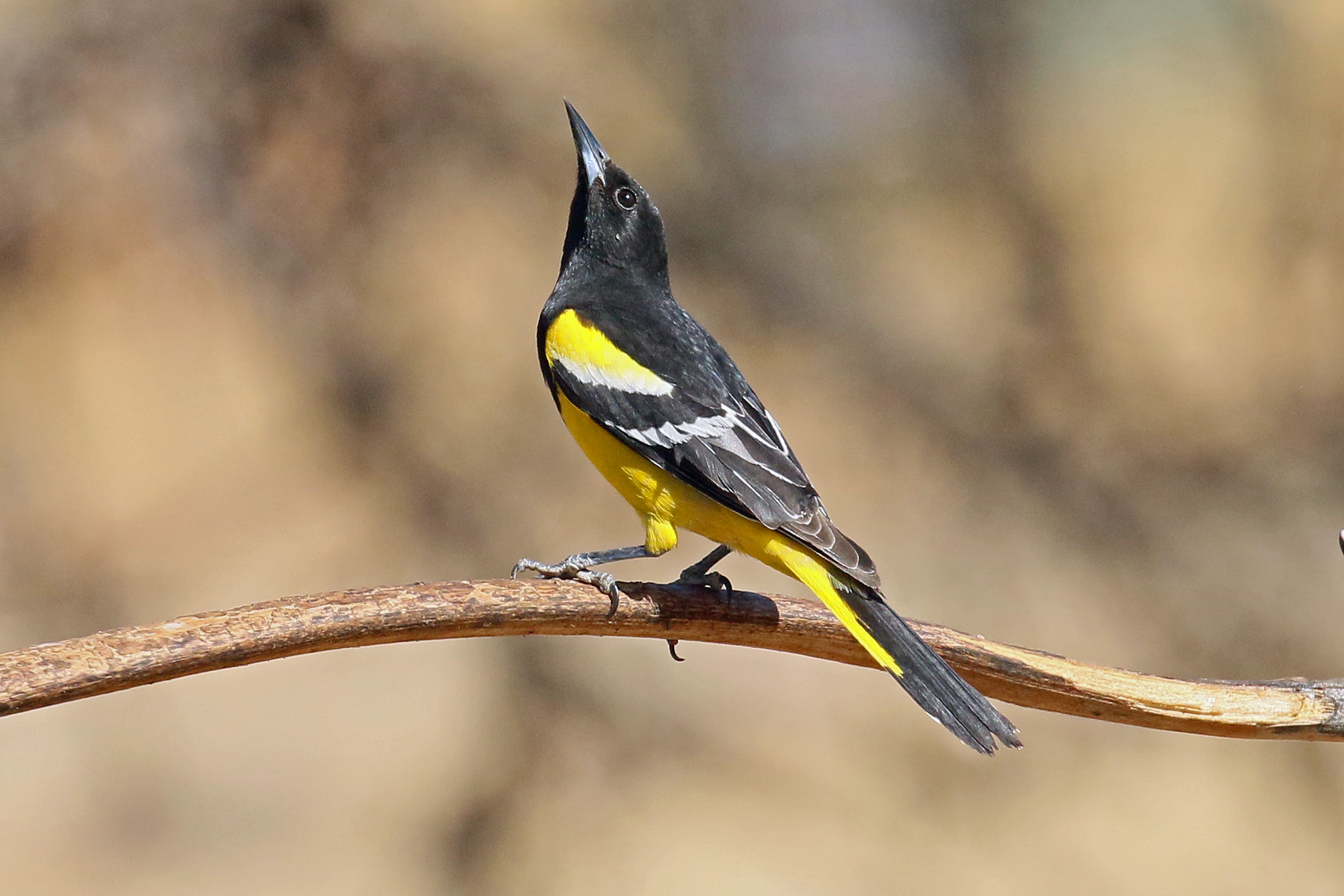 Scott's Oriole Facts, Habitat, Conservation Status, Zoo Populations ...