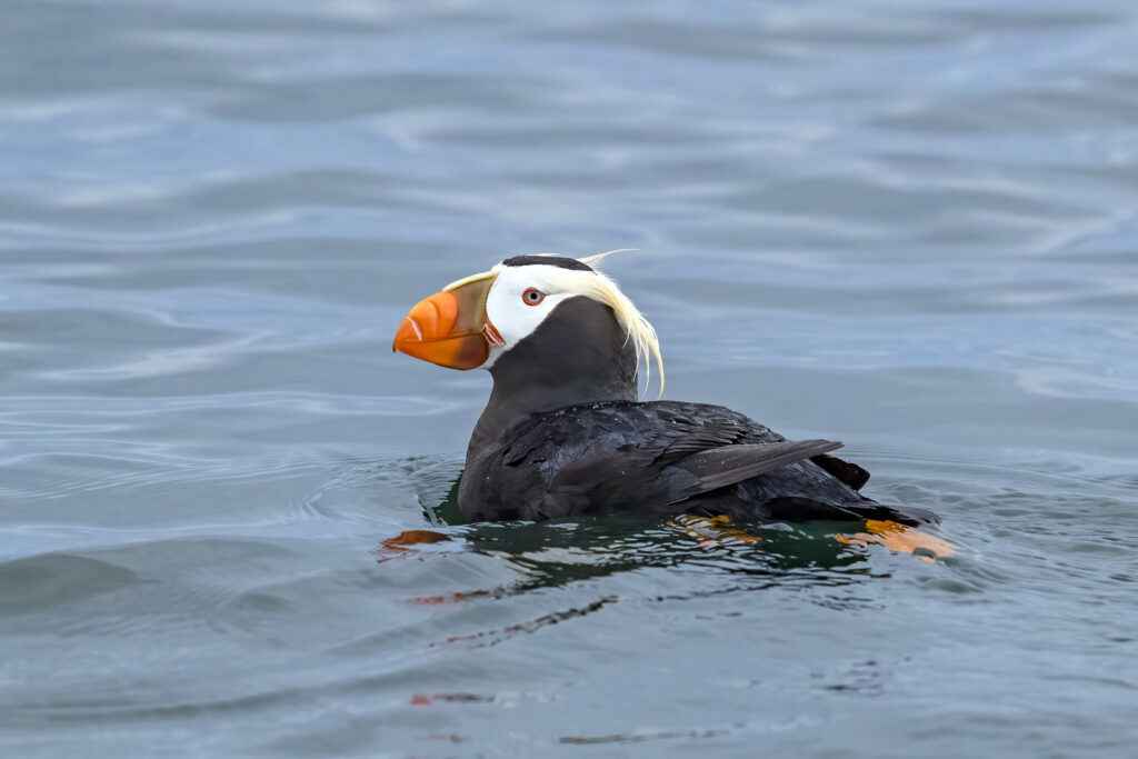 Definitive Guide To Tufted Puffin Facts, Habitat, Conservation Status ...