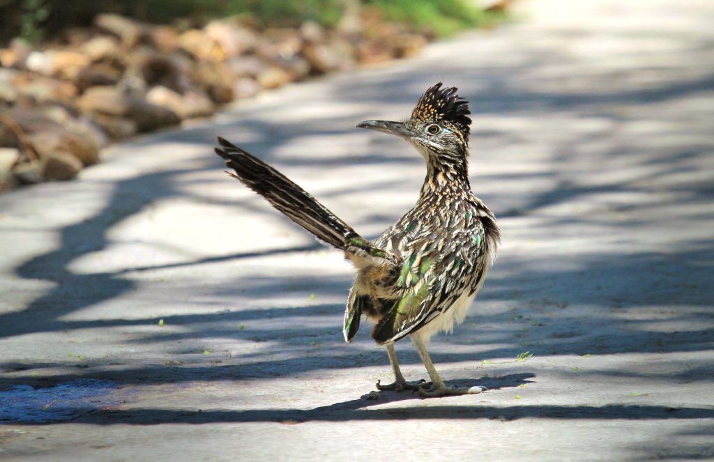 Definitive Guide To Greater Roadrunner Facts, Habitat, Conservation ...