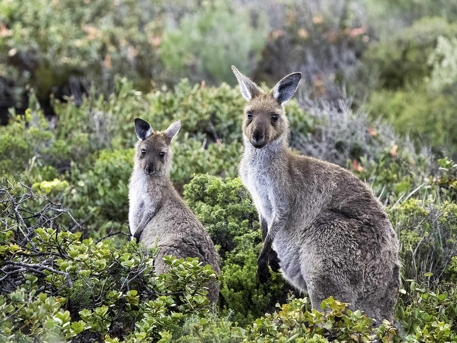 Definitive Guide To Western Gray Kangaroo Facts, Habitat, Conservation ...