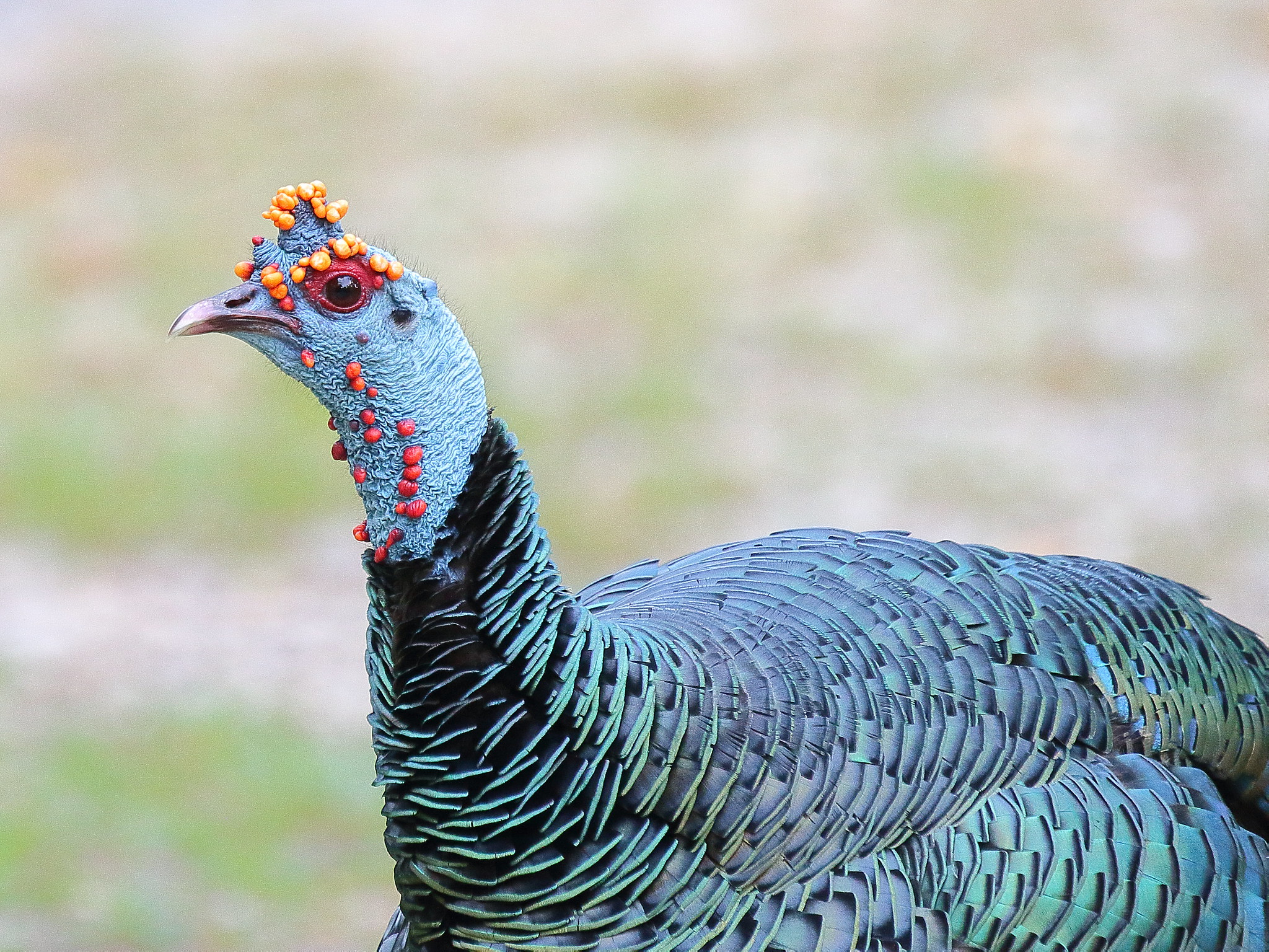 Definitive Guide To Ocellated Turkey Facts, Habitat, Conservation ...