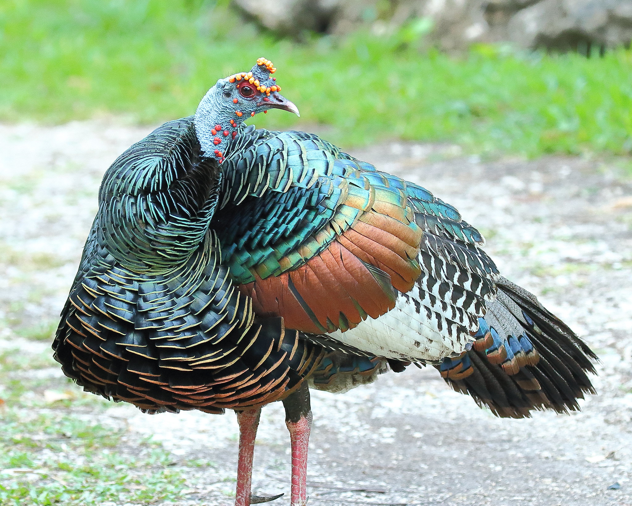 Definitive Guide To Ocellated Turkey Facts, Habitat, Conservation ...